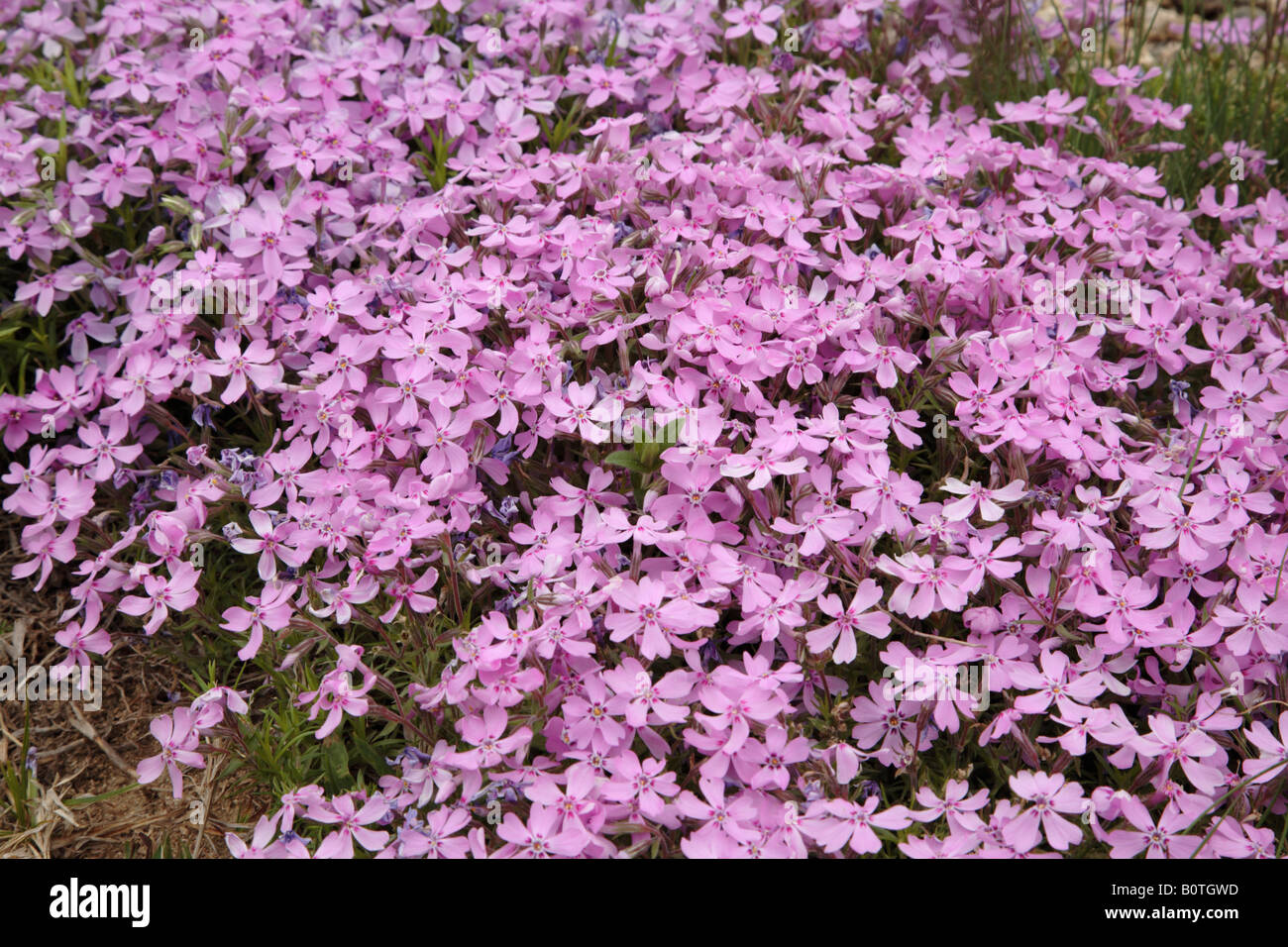 phlox flowers during the spring months in a New England forest Stock ...