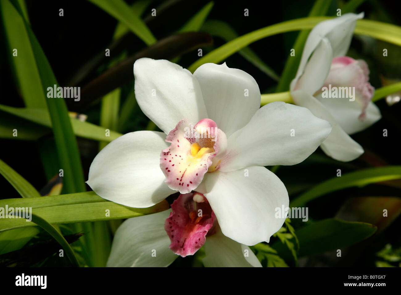 New zealand orchid hi-res stock photography and images - Alamy