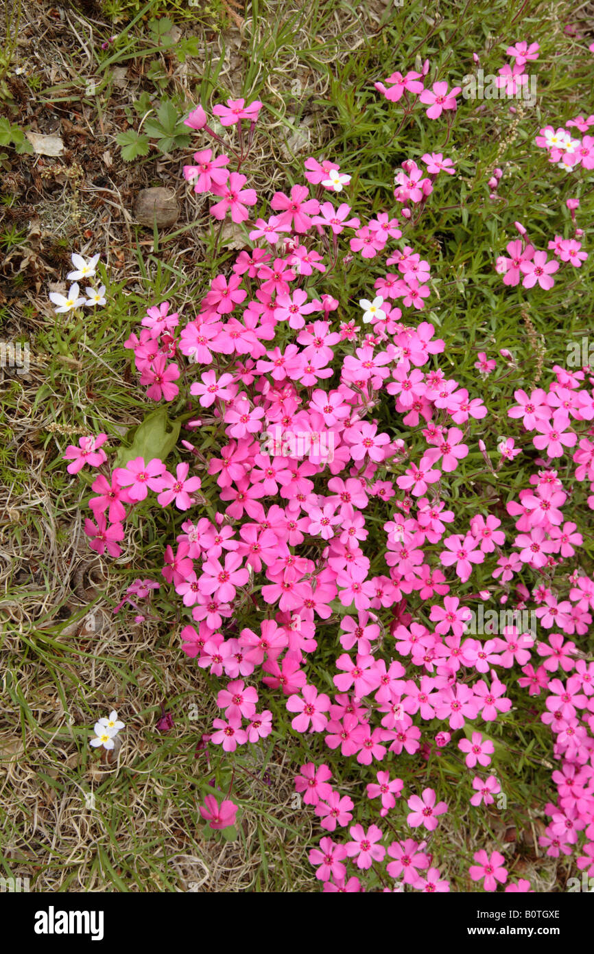 phlox flowers during the spring months in a New England forest Stock ...