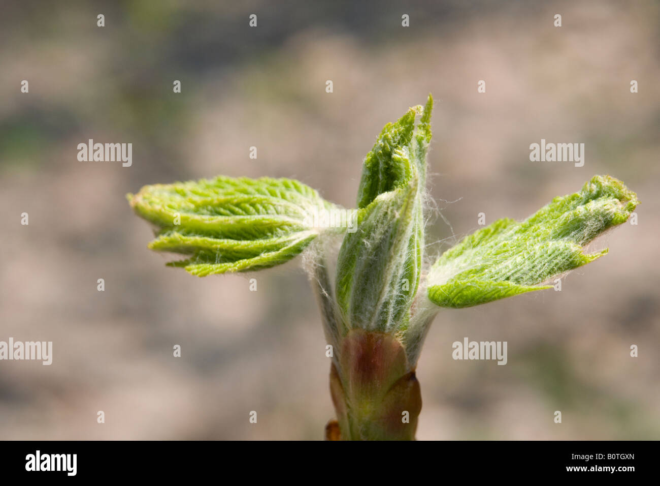 Montreal spring hi-res stock photography and images - Alamy