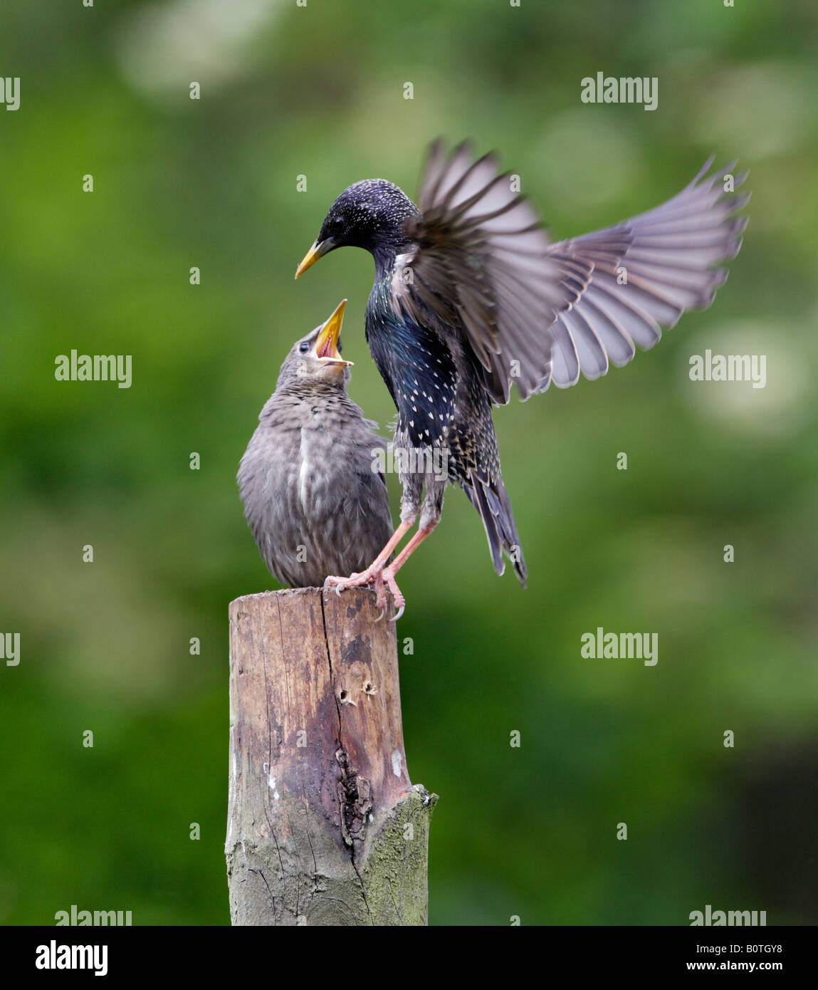 Starling Picture High Resolution Stock Photography and Images - Alamy