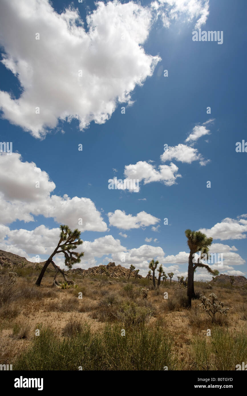 Blue tree national park hi-res stock photography and images - Alamy
