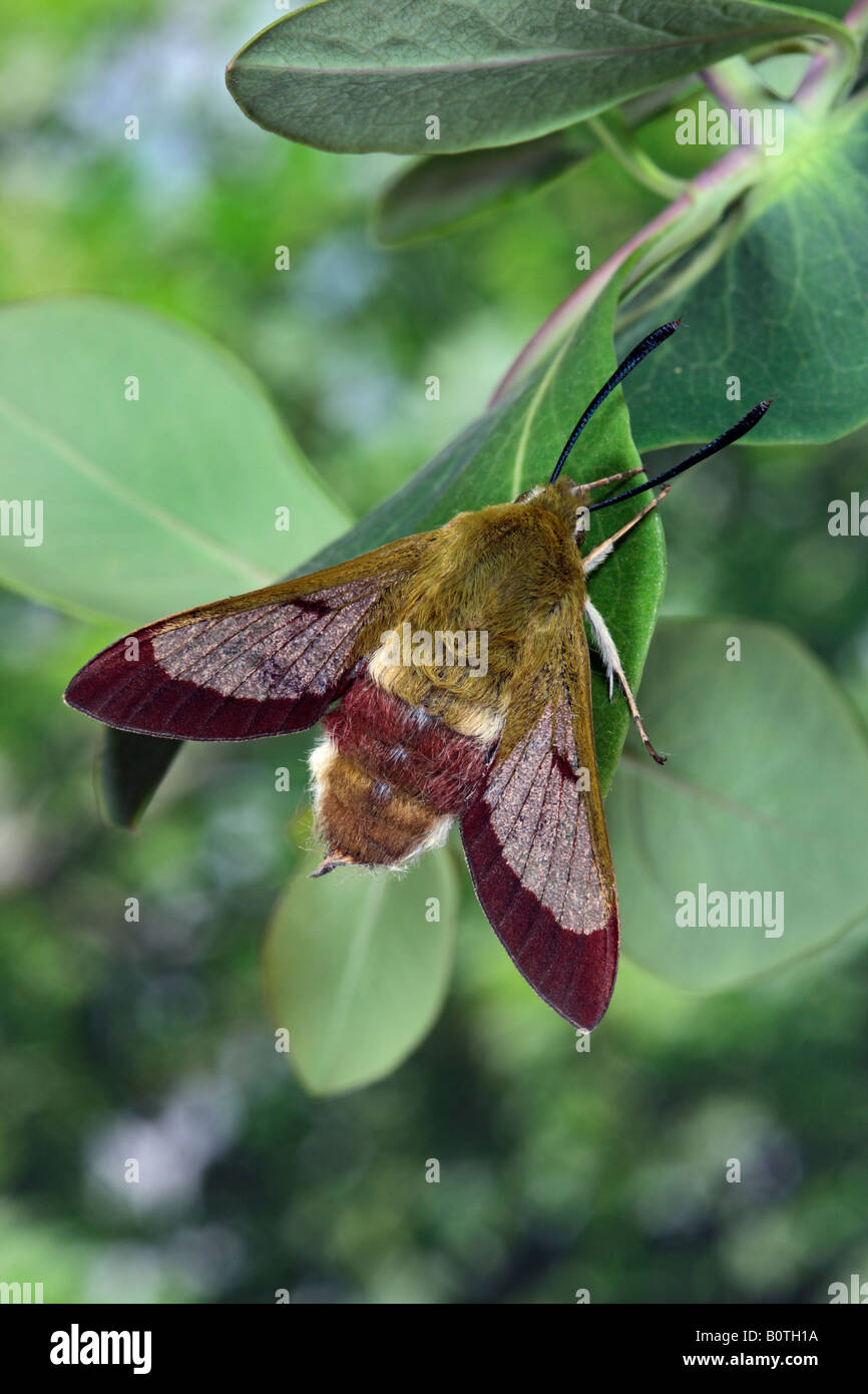 Broad-bordered Bee Hawk-moth Hemaris fuciformis at rest Stock Photo - Alamy