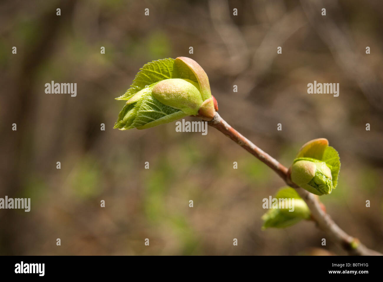 Montreal spring hi-res stock photography and images - Alamy