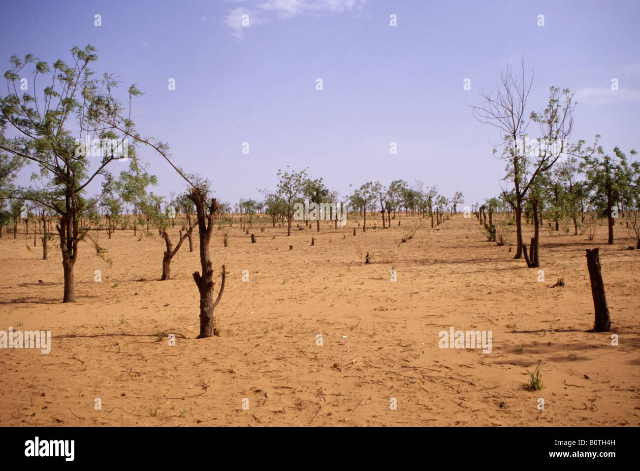 Niger deforestation reforestation environment hi-res stock photography ...