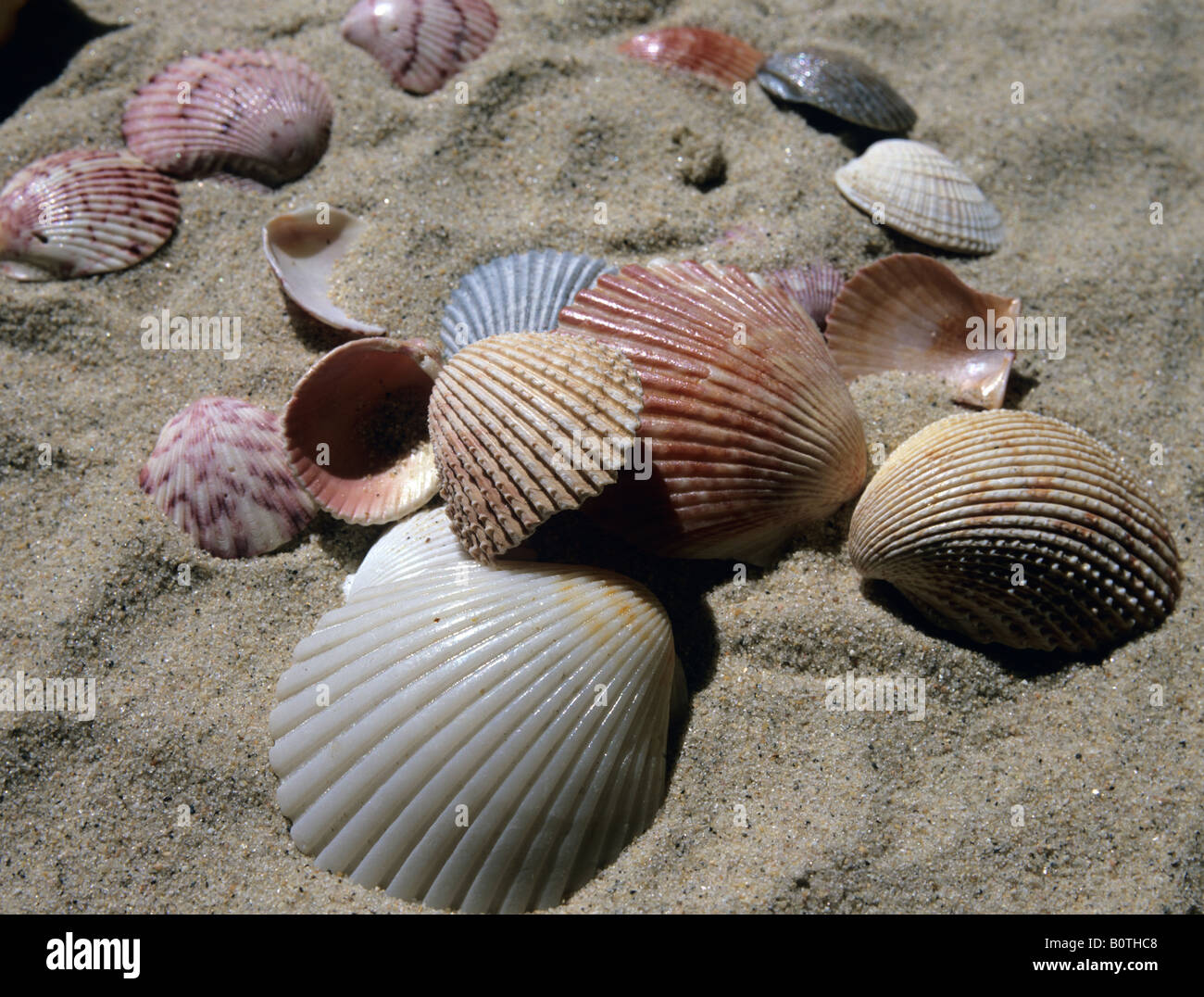 Seashells in beach sand Stock Photo - Alamy