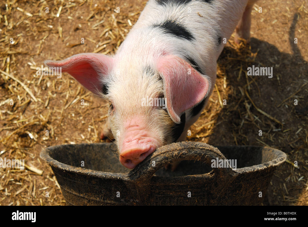 A Gloucester Old Spot piglet chewing on a rubber bucket Stock Photo - Alamy