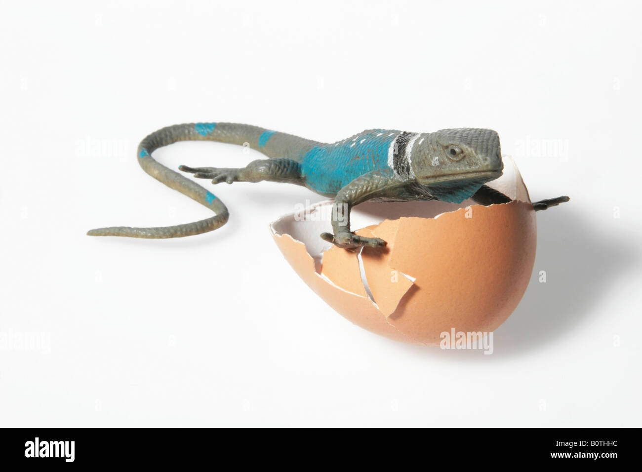 blue spiny lizard hatchling Stock Photo - Alamy