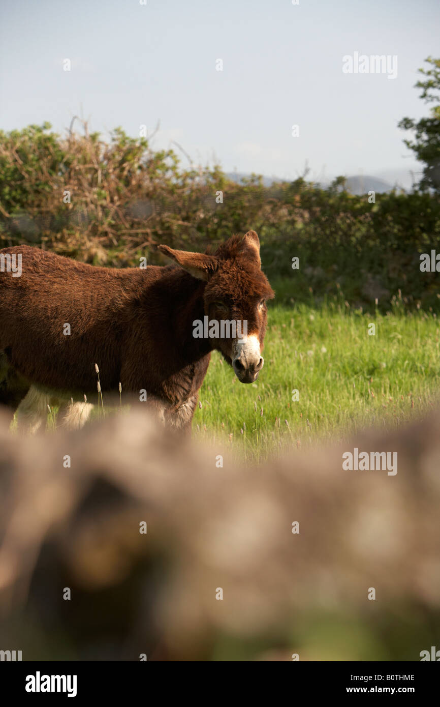 Irish donkey hi-res stock photography and images - Alamy