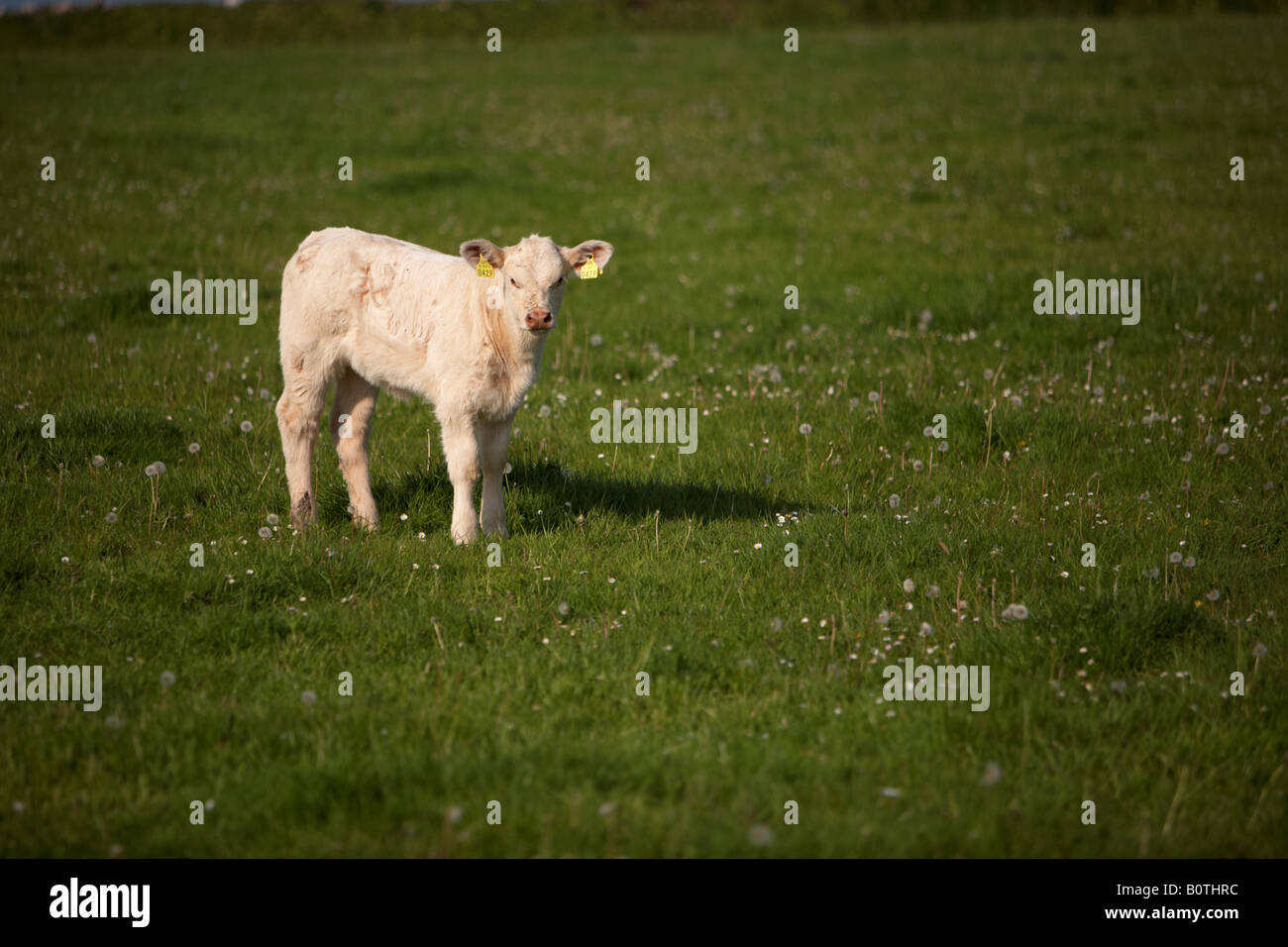 charolais beef cow calf with ear tag looking to camera county sligo ...
