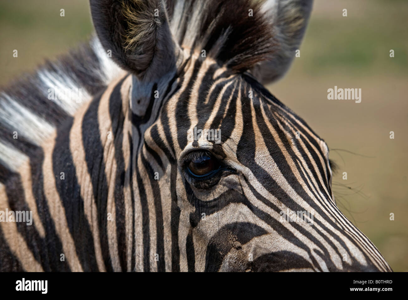 Zebra face close Stock Photo - Alamy