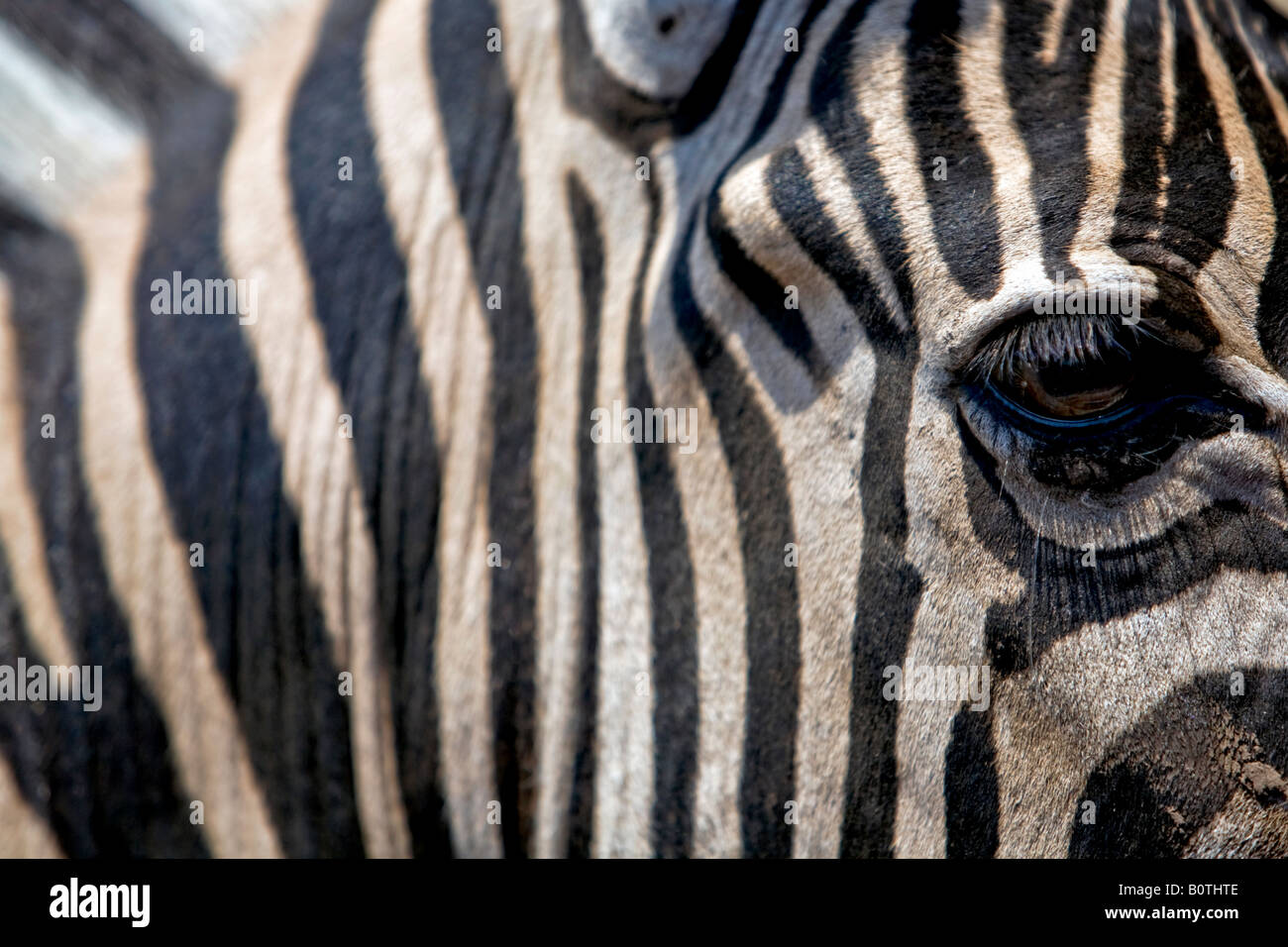 Zebra eye close Stock Photo - Alamy
