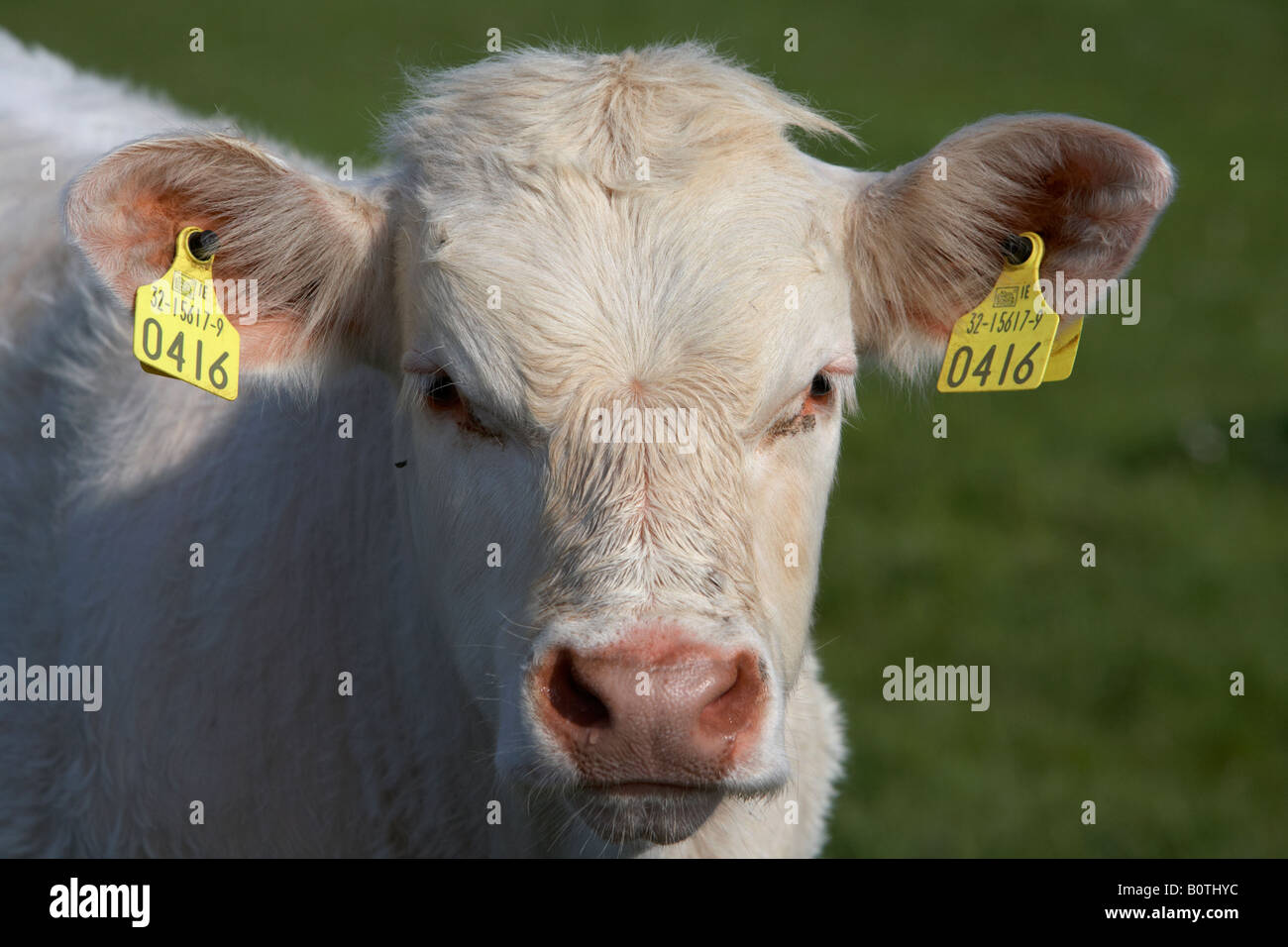 charolais beef cow with ear tag looking to camera county sligo republic ...