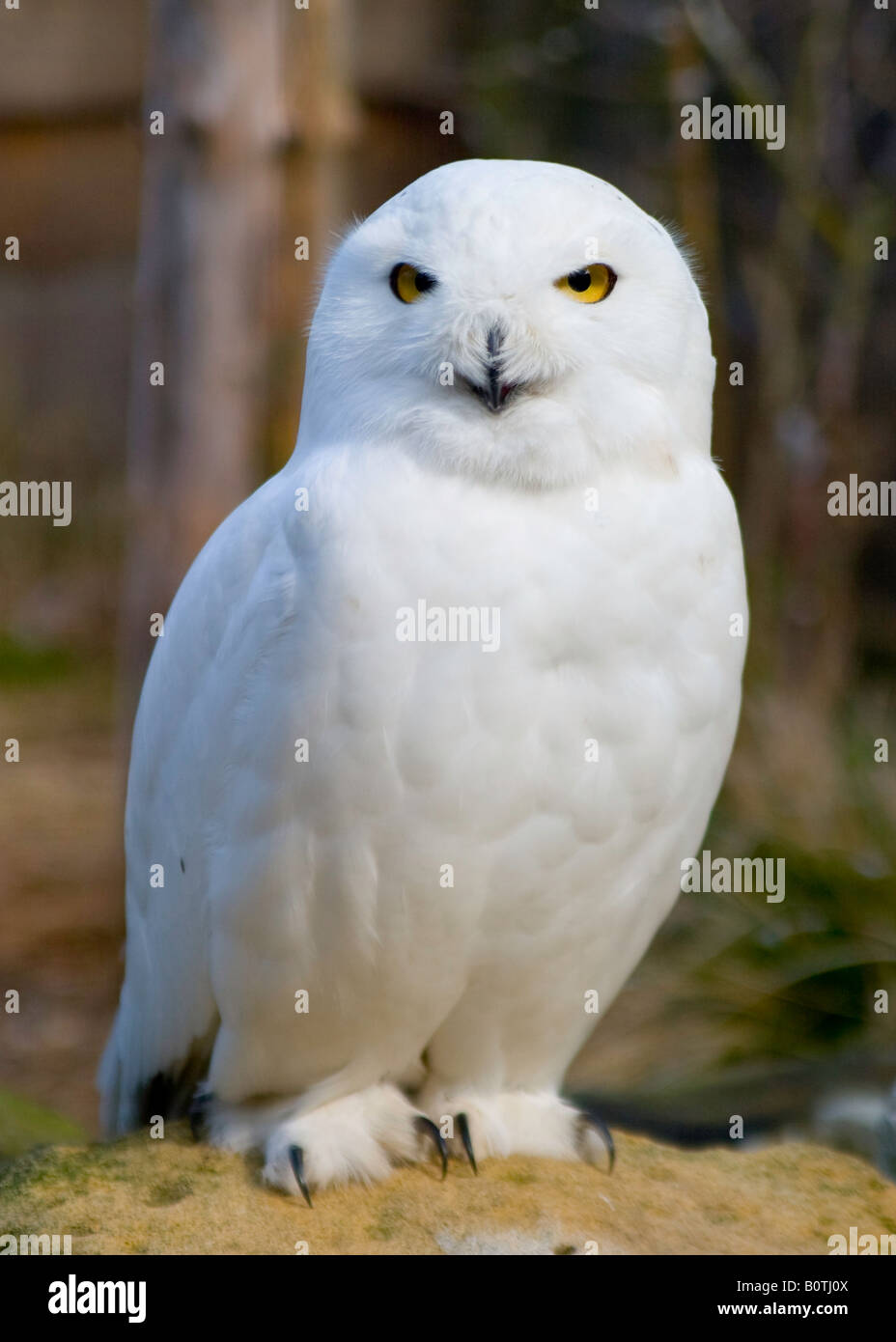 Portrait of an adult Snowy Owl Stock Photo - Alamy
