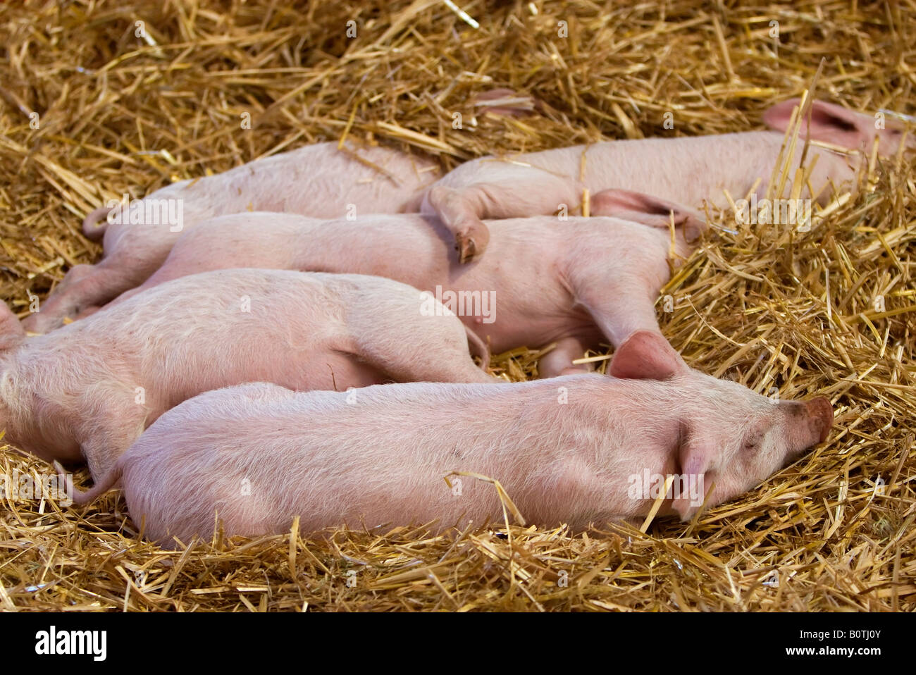 Vancouver Canada Lower Mainland Farmers Market and Farm Animals Stock ...