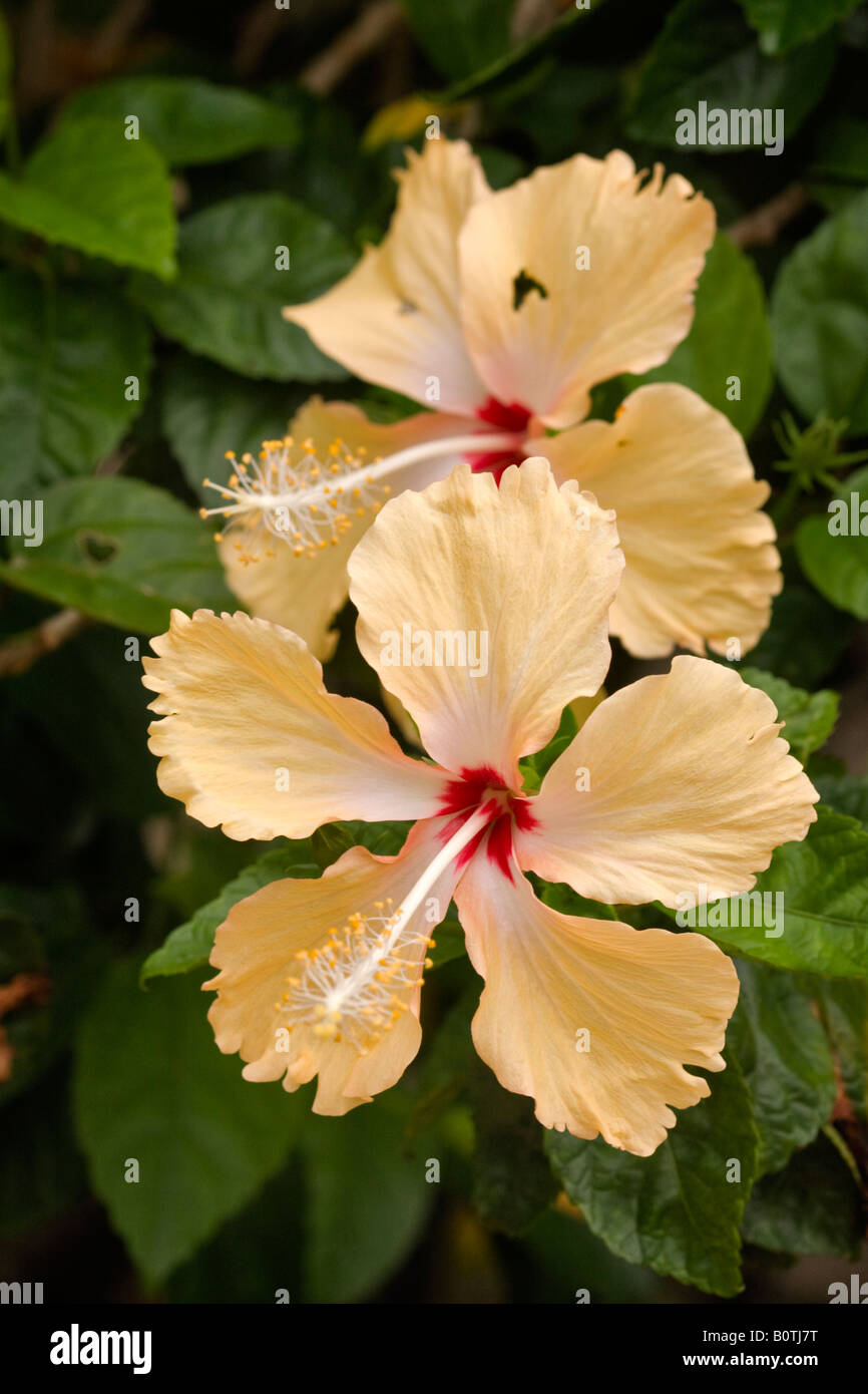 Chinese Hibiscus hibiscus rosa sinensis Stock Photo - Alamy