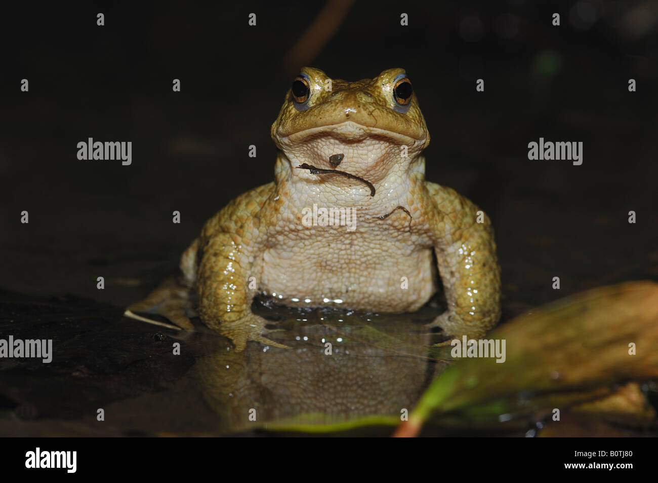 A common toad sitting in shallow water Stock Photo - Alamy