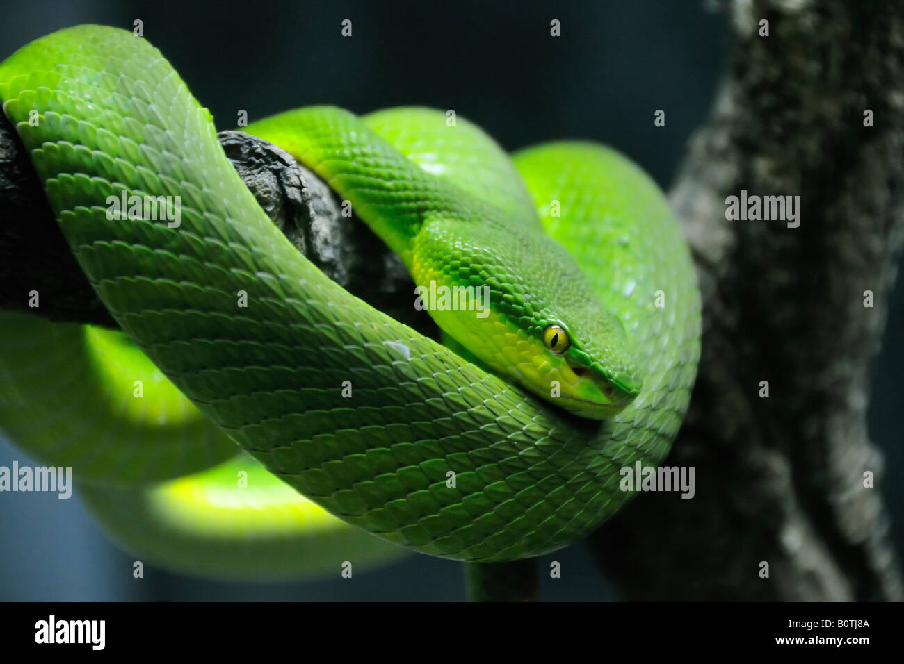 Green tree snake hi-res stock photography and images - Alamy