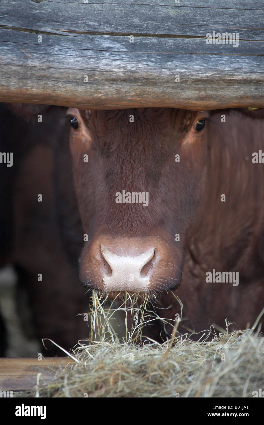 Cow eating hay, Devon Stock Photo - Alamy