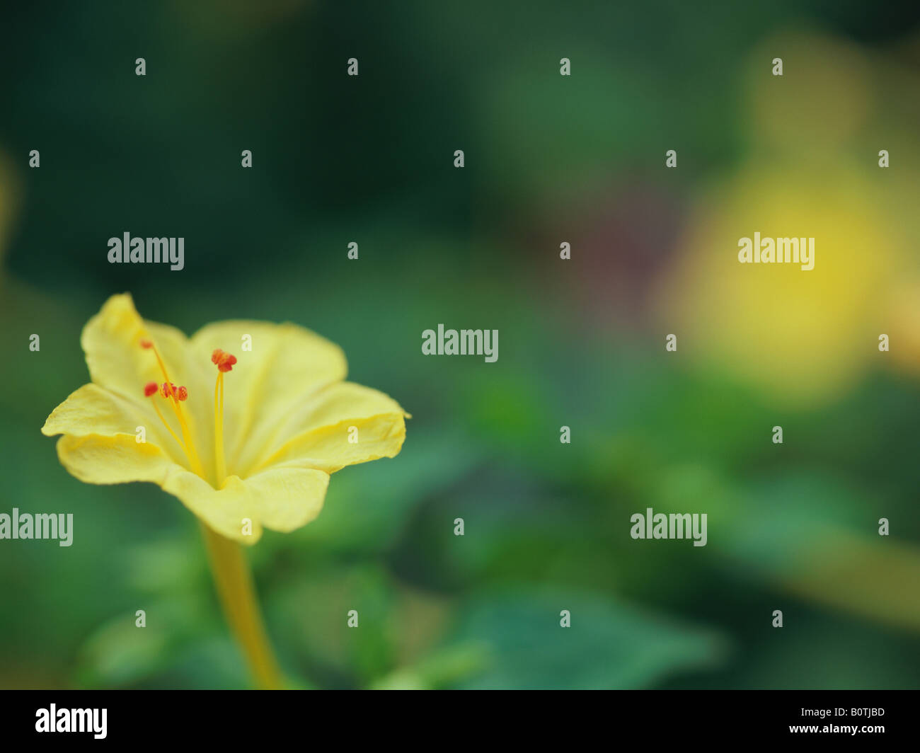 Four o'clock plant hi-res stock photography and images - Alamy