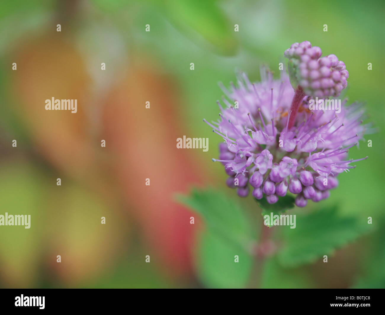 Bluebeard hi-res stock photography and images - Alamy