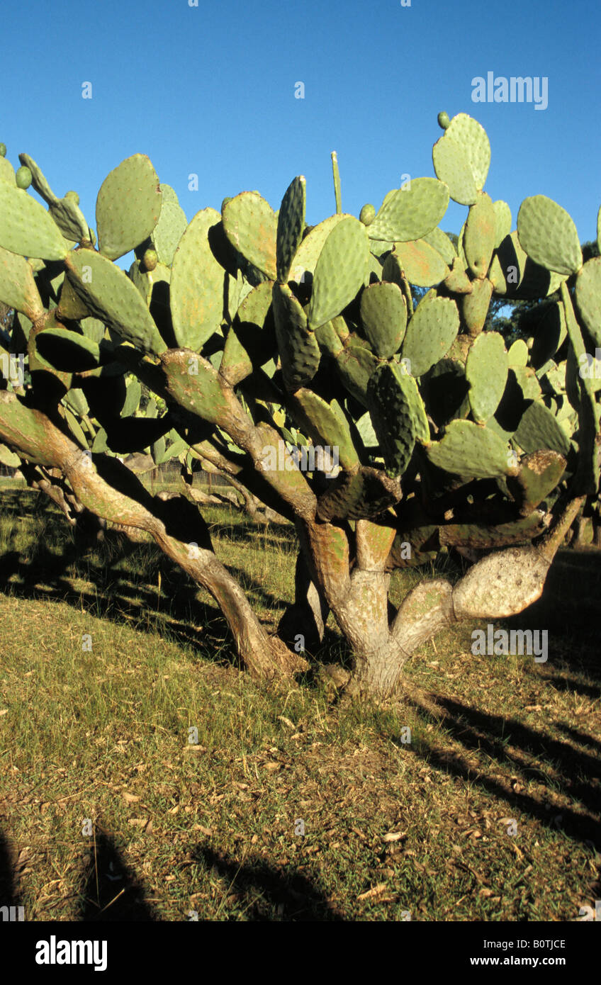 Prickly pear australia hi-res stock photography and images - Alamy