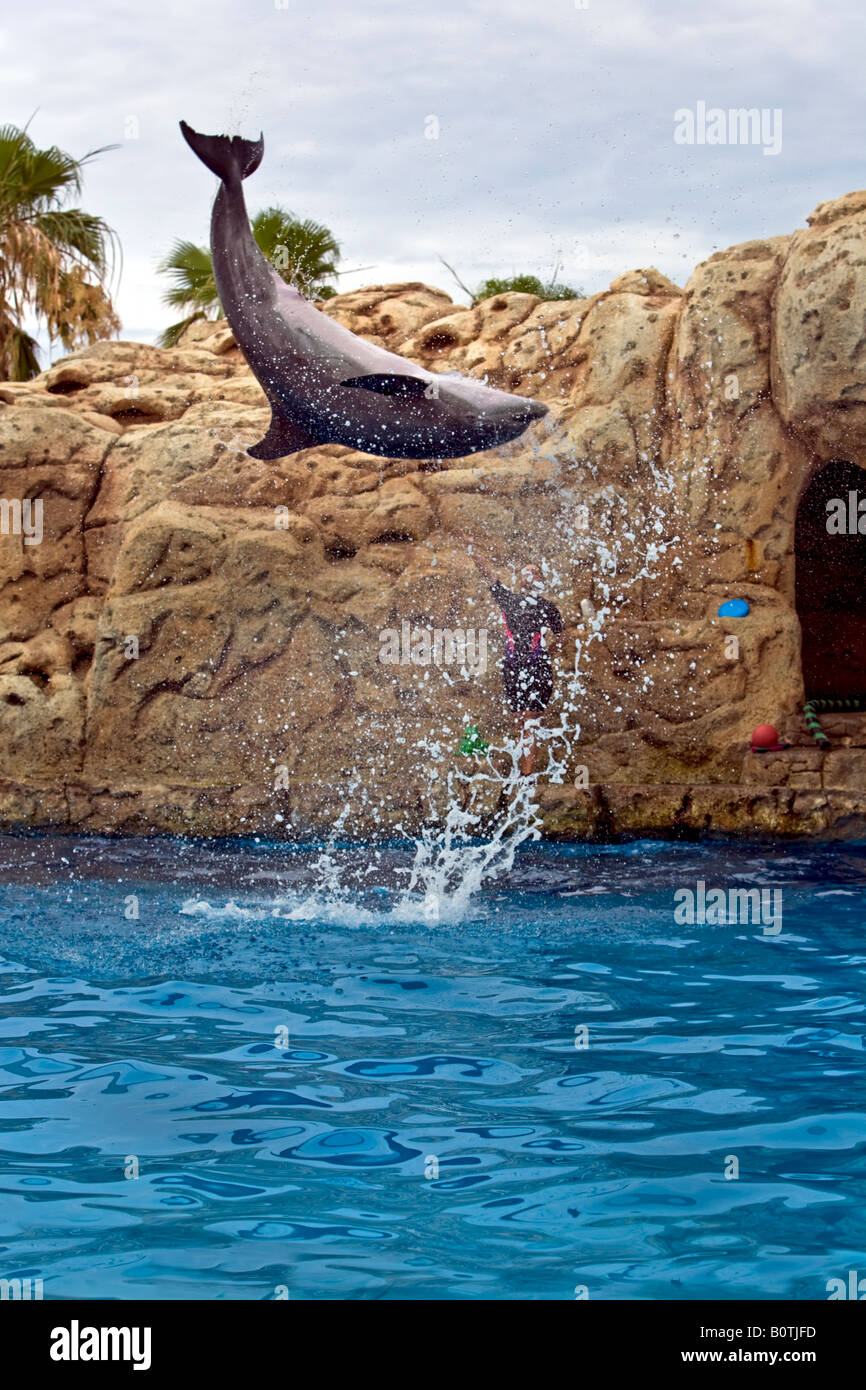 Atlantic bottlenose dolphin doing a back flip Stock Photo - Alamy
