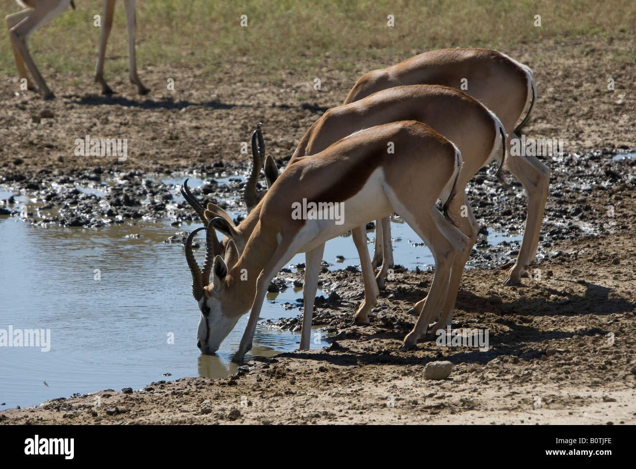 Three springbok drinking at a waterhole in the Kalahari Stock Photo - Alamy