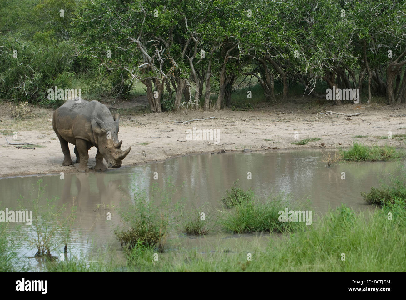 A white rhino drinking at a waterhole Stock Photo - Alamy