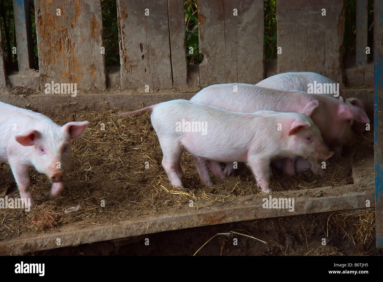 Vancouver Canada Lower Mainland Farmers Animals on the Farm Stock Photo ...