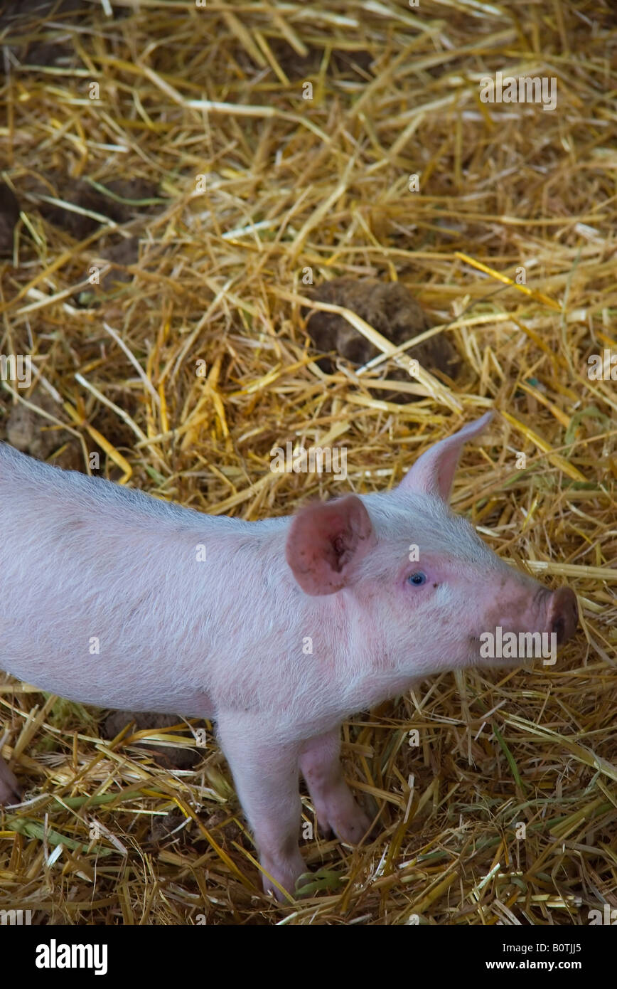 Vancouver Canada Lower Mainland Farmers Animals on the Farm Stock Photo ...