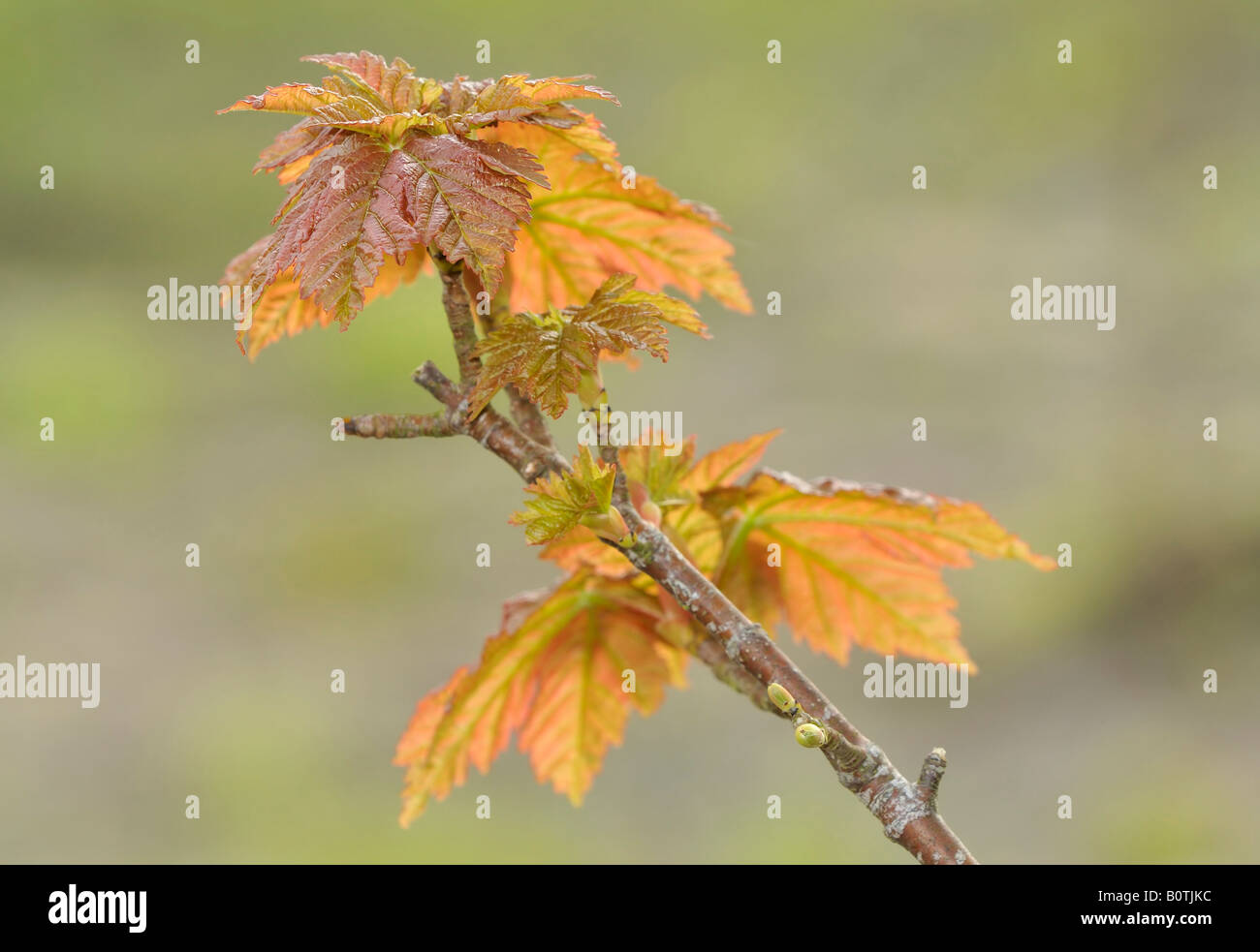 Acer pseudoplatanus forest uk hi-res stock photography and images - Alamy