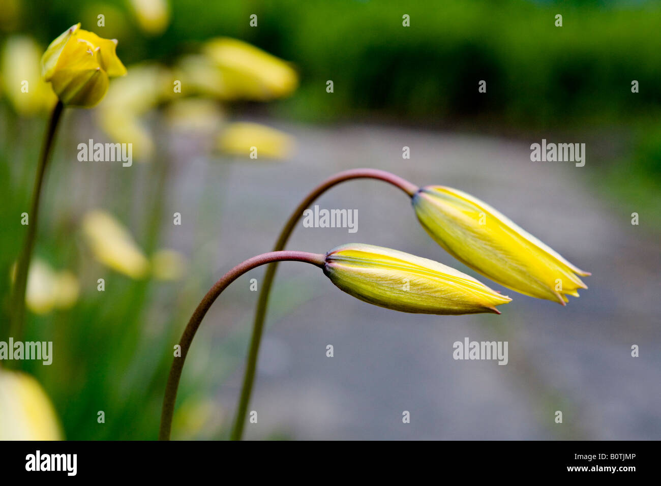 Profile of Tulipa sylvestris Wild tulip flowers in LU Botanical Garden ...