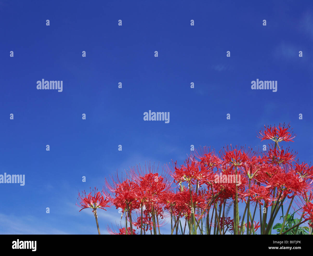 Lycoris lily hi-res stock photography and images - Alamy