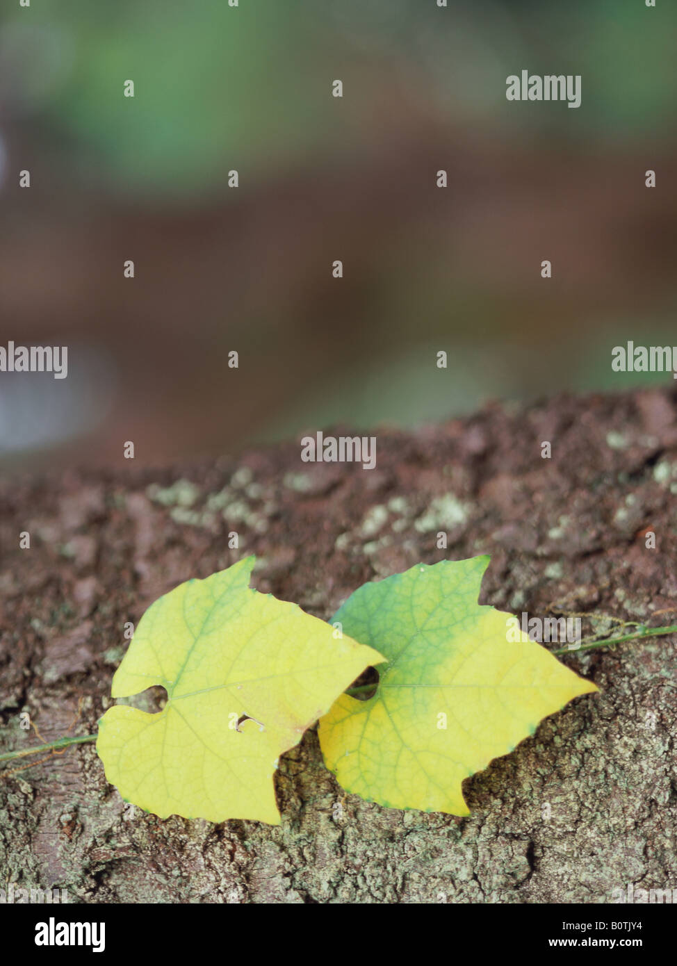 Close up ivy leaf hi-res stock photography and images - Alamy