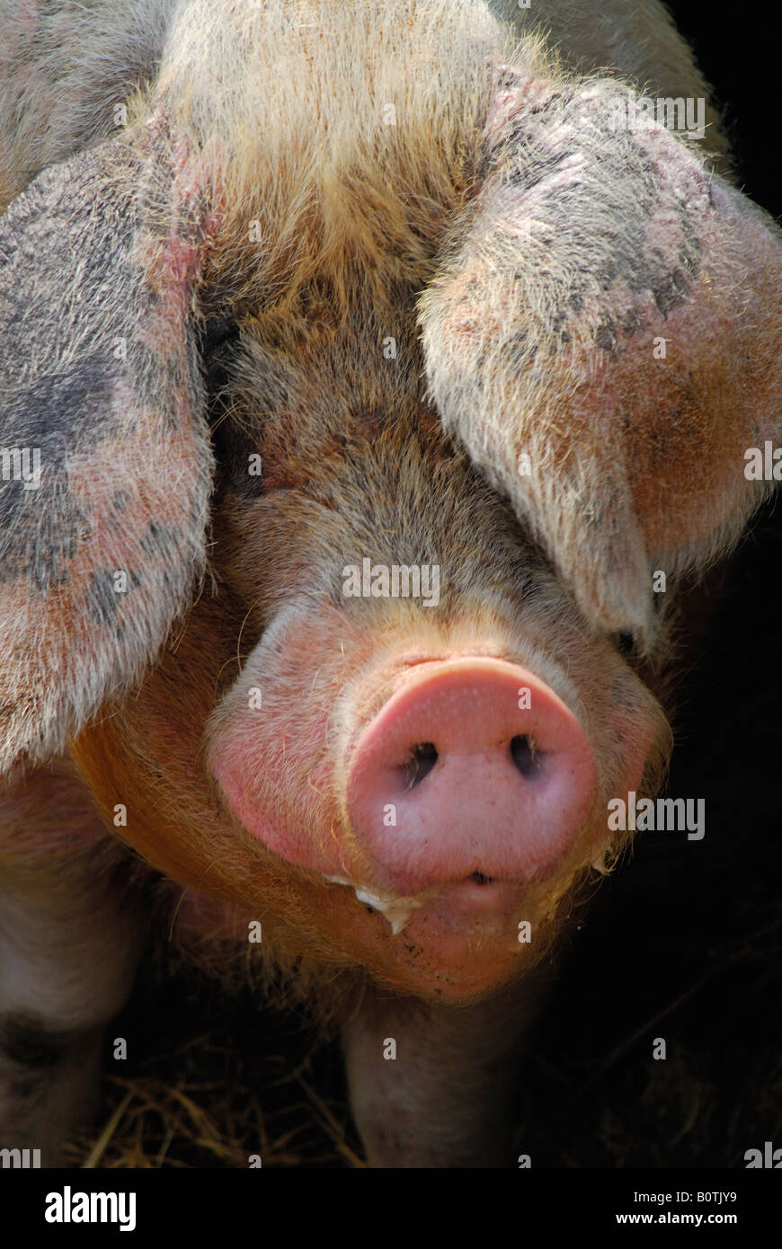 Gloucestershire old spot pig hi-res stock photography and images - Alamy