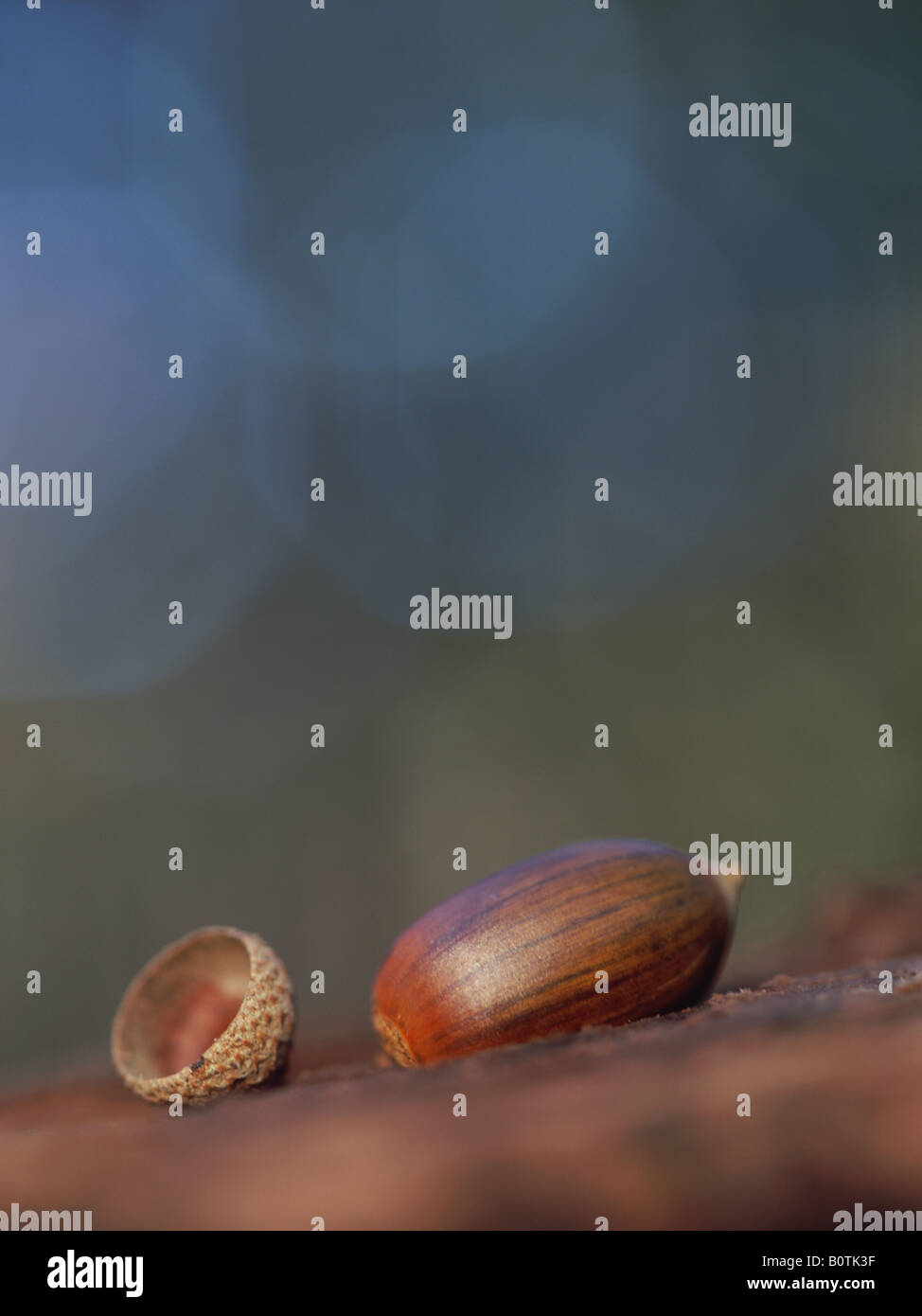 Acorn plant hi-res stock photography and images - Alamy