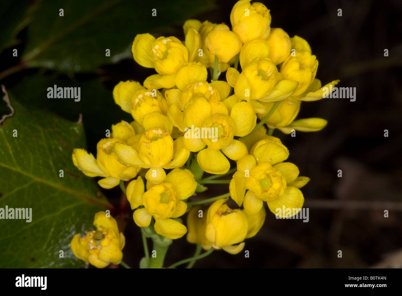Oregon Grape in bloom Stock Photo - Alamy