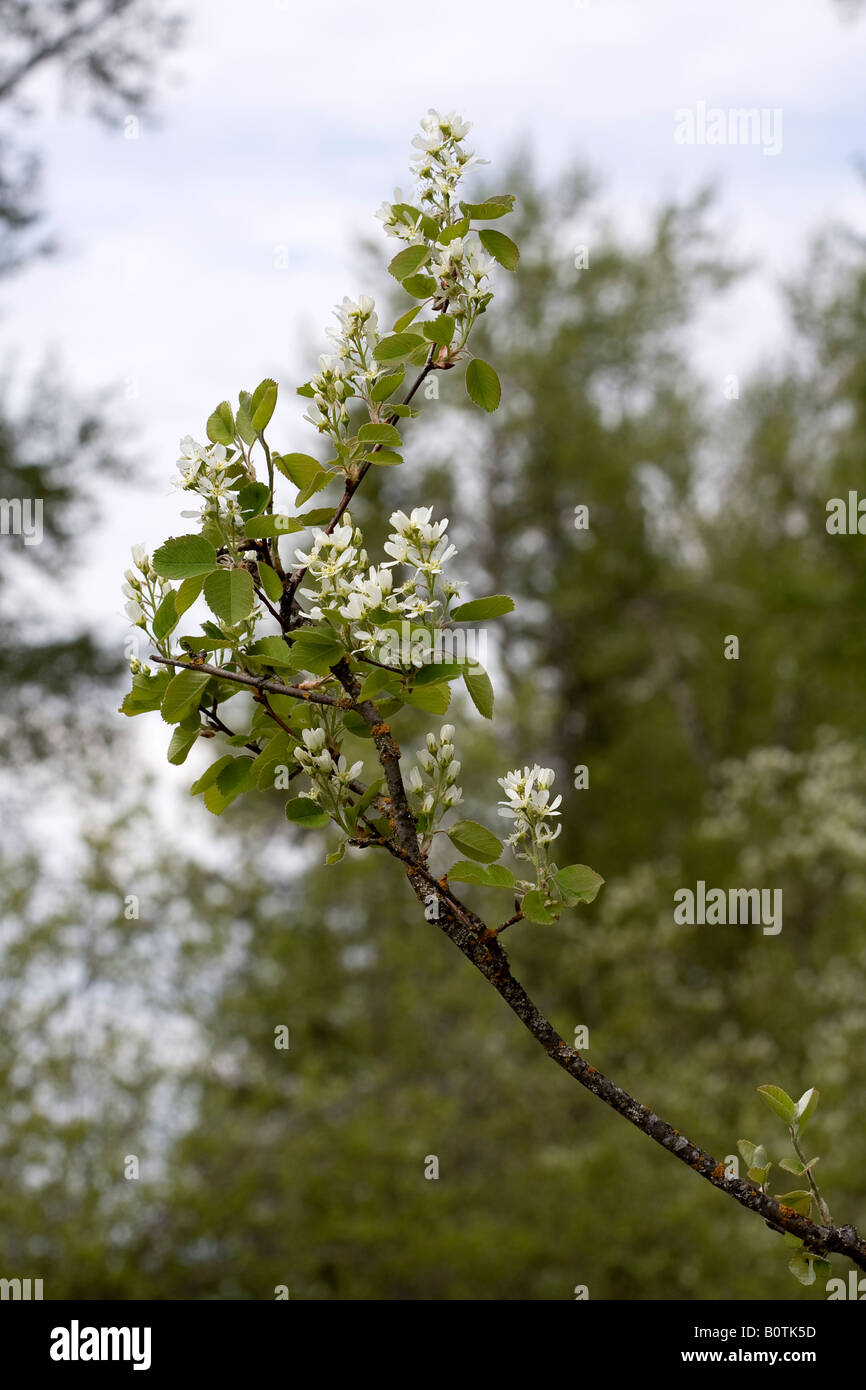 Berry blossom hi-res stock photography and images - Alamy
