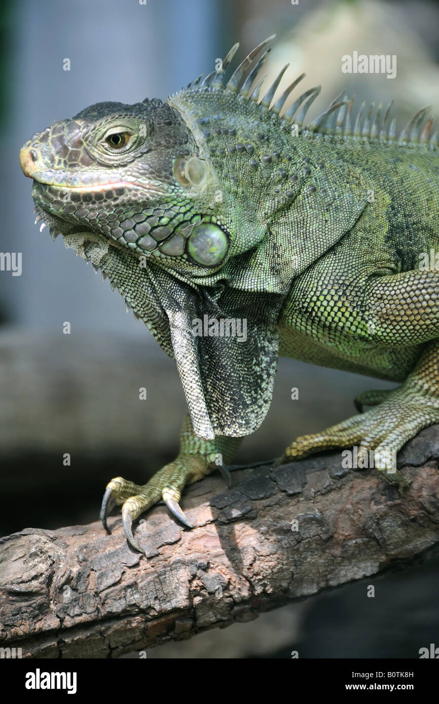 Reptiles with spikes hi-res stock photography and images - Alamy
