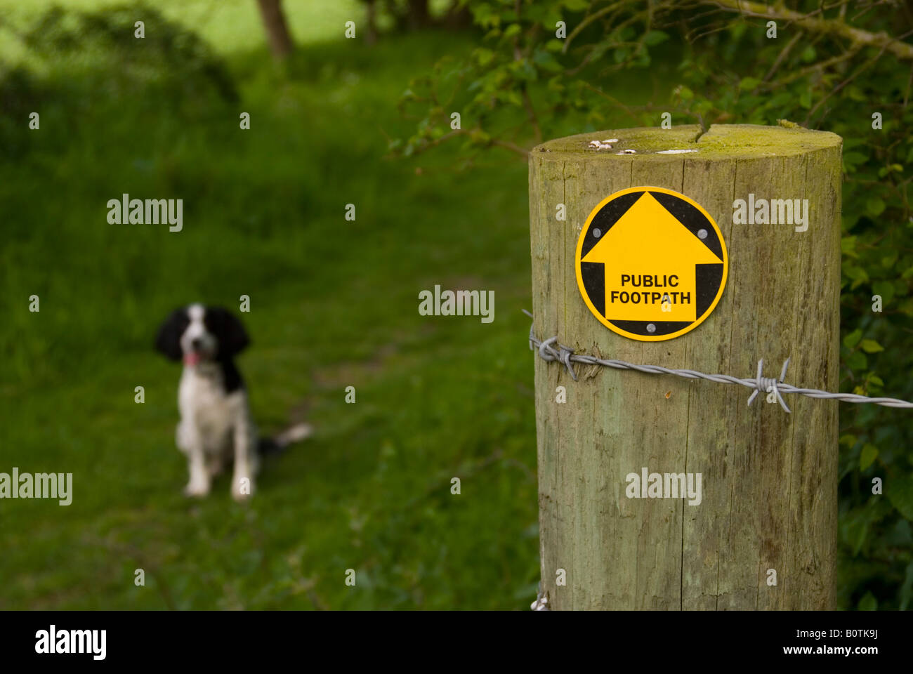 Public Footpath Sign with dog in the background in the uk Stock Photo ...
