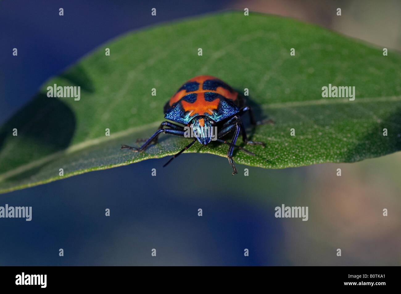 Shield Stink Bug Shieldbug Stinkbug Stock Photo - Alamy