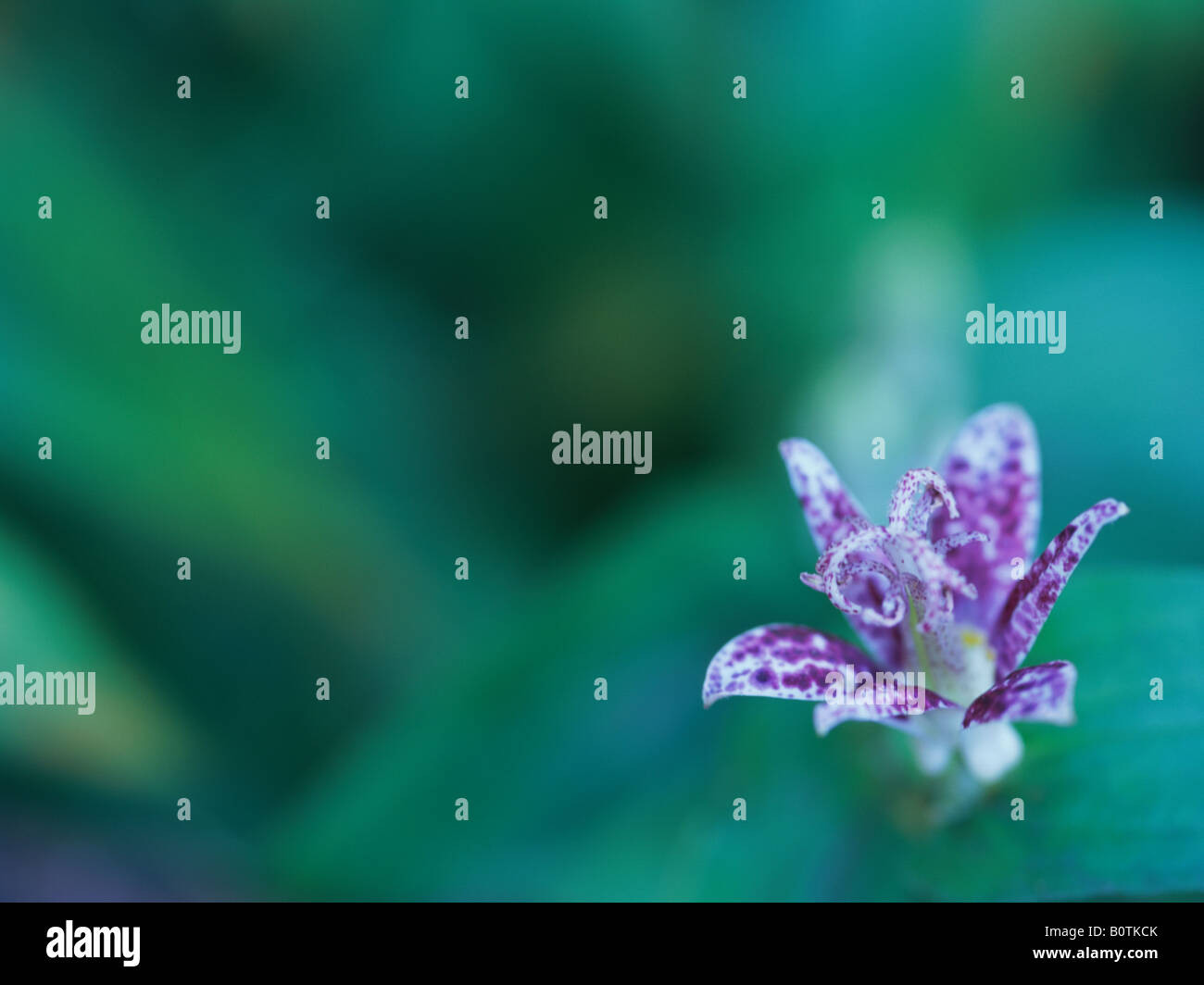 Hairy plant hi-res stock photography and images - Alamy