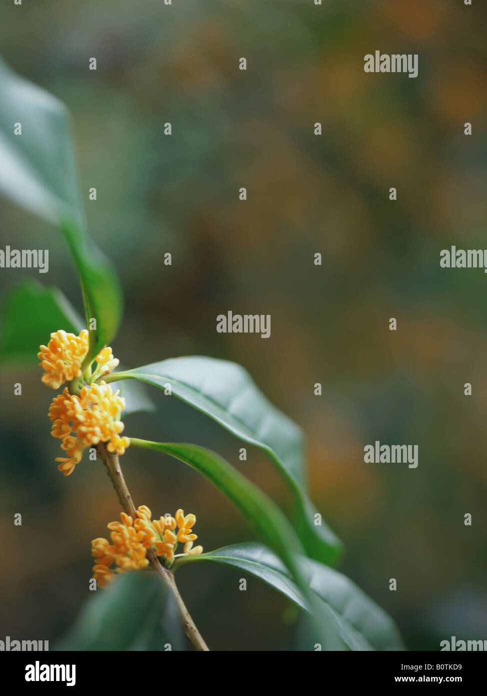 Osmanthus fragrans osmanthus fragrans hi-res stock photography and ...