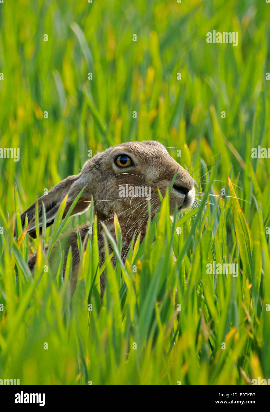 European brown hare ( Lepus europaeus) peeping over the sprouting corn ...