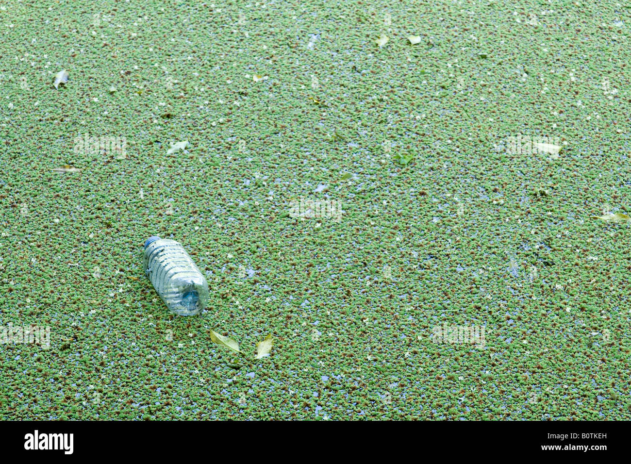 Litter floating in a pond, UK Stock Photo - Alamy