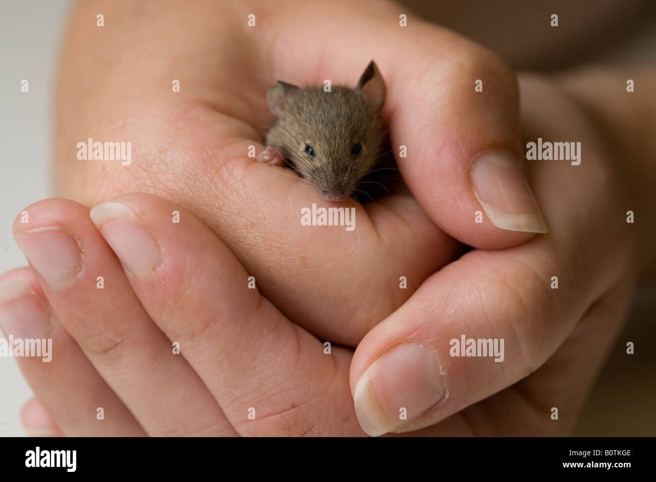 Long tailed mouse hi-res stock photography and images - Alamy