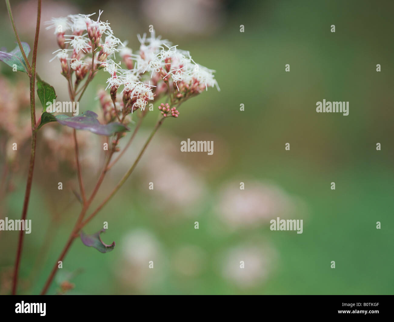 Thoroughwort hi-res stock photography and images - Alamy