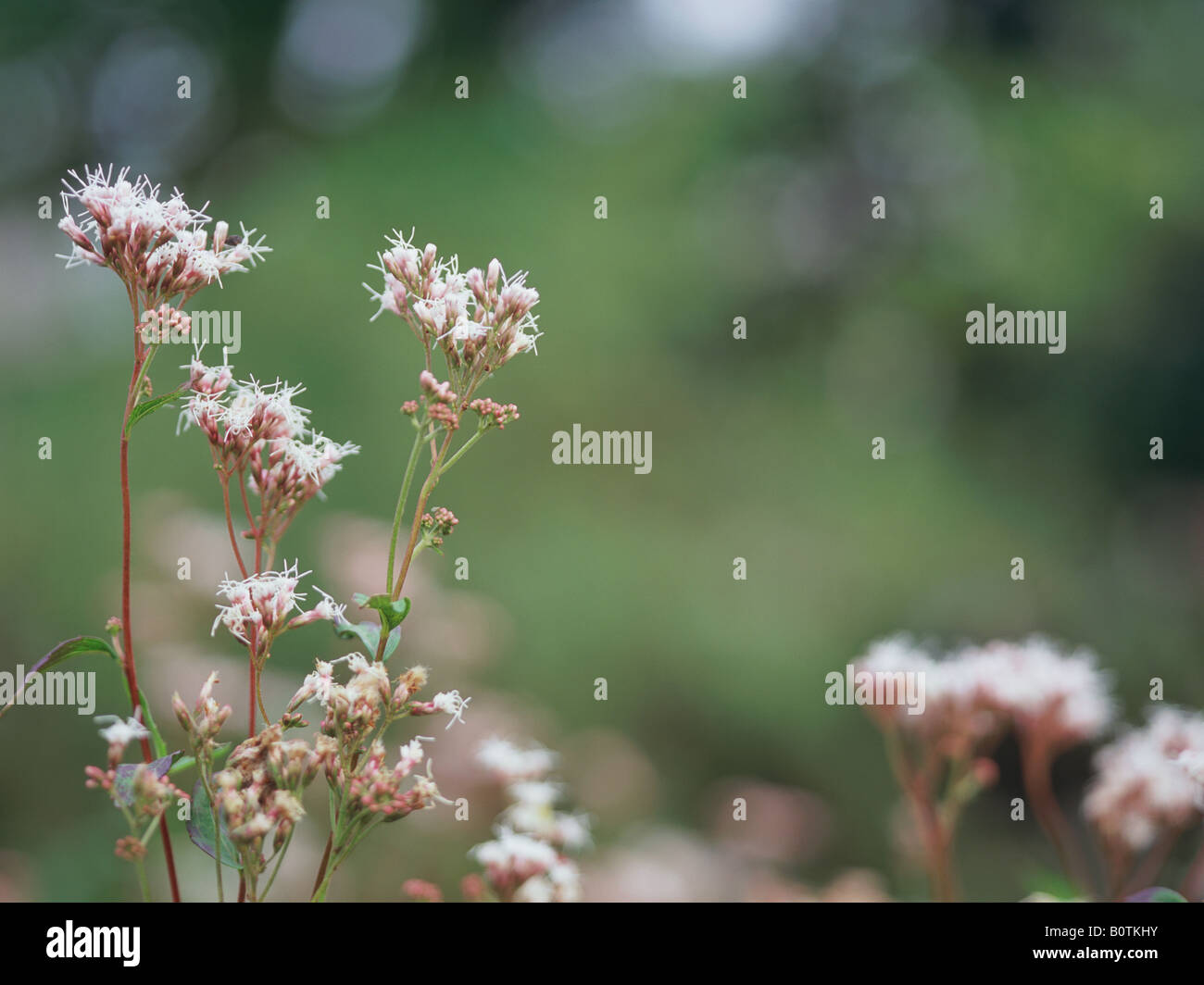 Thoroughwort hi-res stock photography and images - Alamy