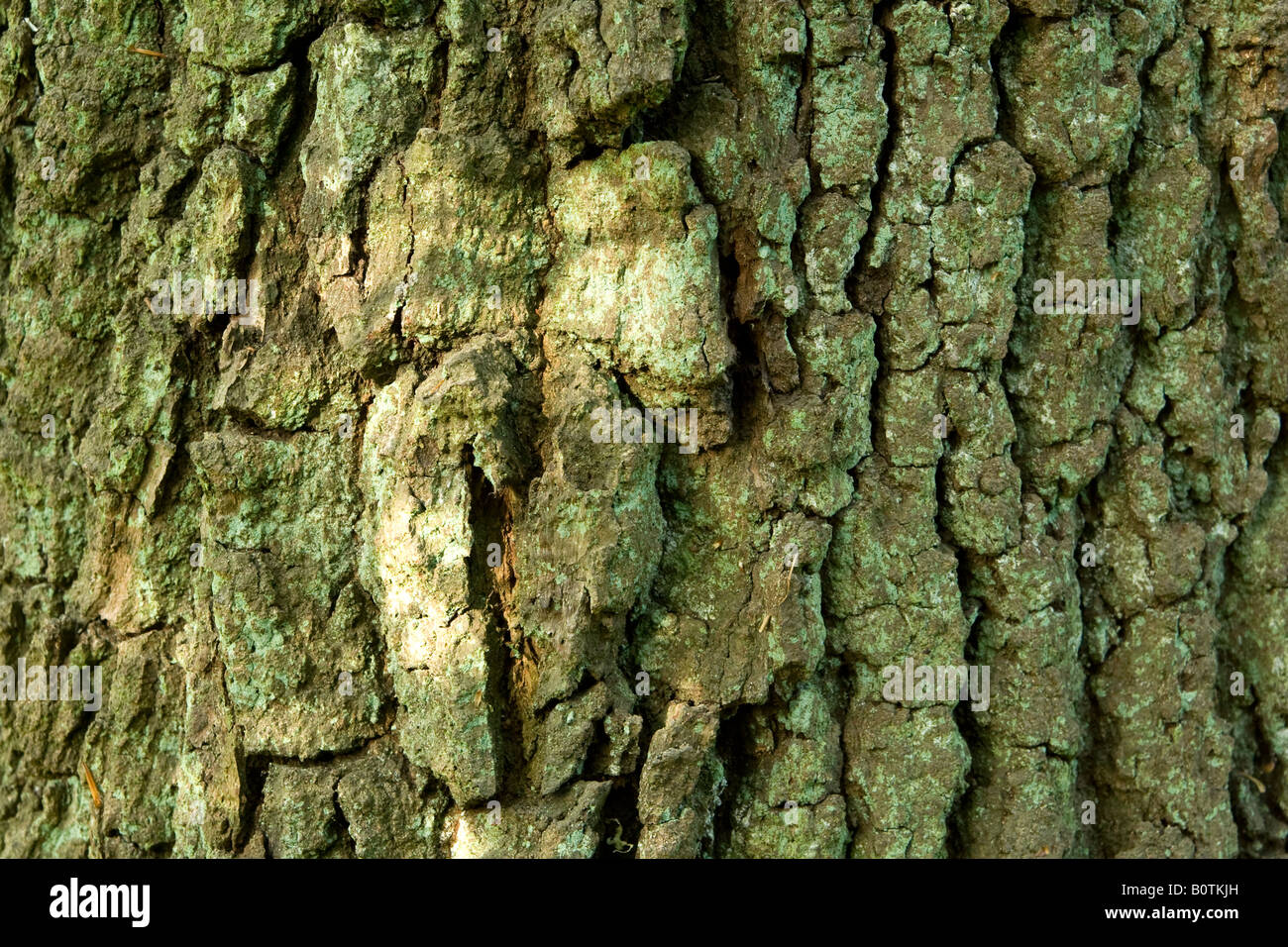 English oak bark hi-res stock photography and images - Alamy